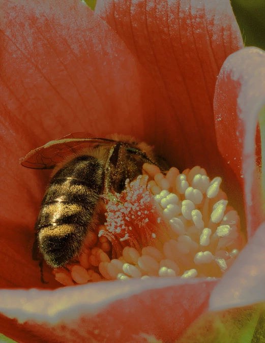 REBRAND (@airelav) / Cosmos