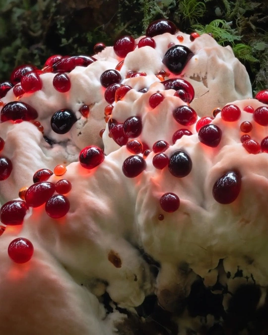 Mycology (@viselschmeisel) / Cosmos