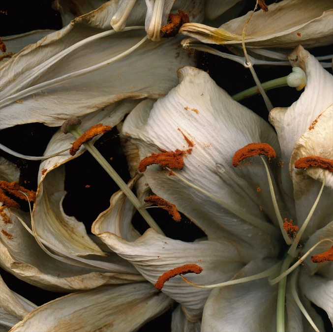 Earthy Cosmos (@innercosmos) / Cosmos