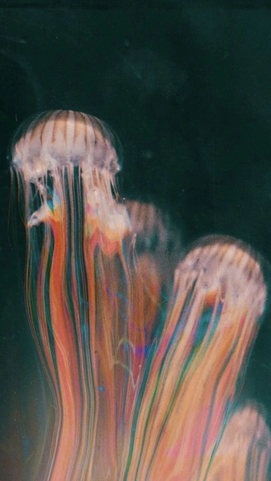 Water and Animals (@gin24) / Cosmos