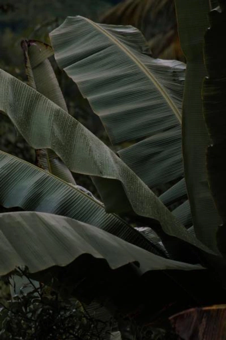 Pattern (@cheit) / Cosmos