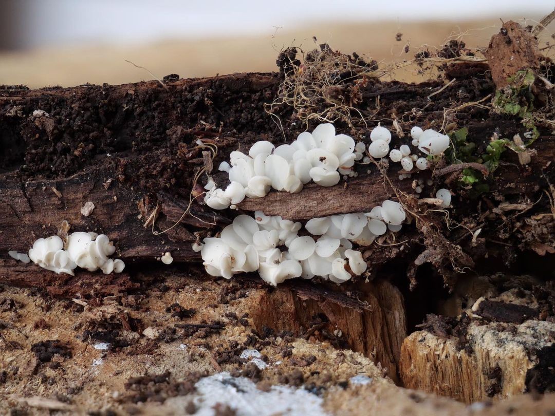 Fungi texture (@almita) / Cosmos