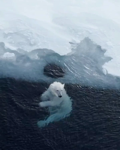 Water and Animals (@gin24) / Cosmos