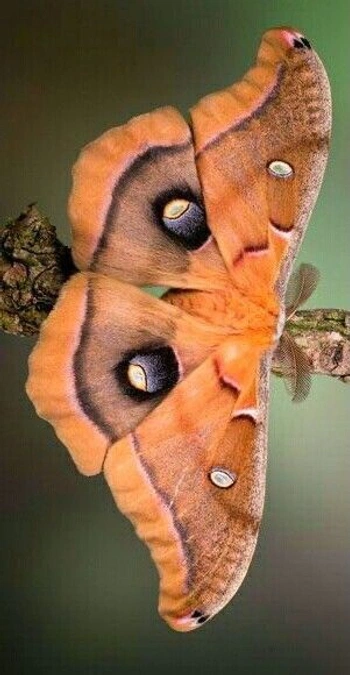 butterfly effect (@agusnav) / Cosmos