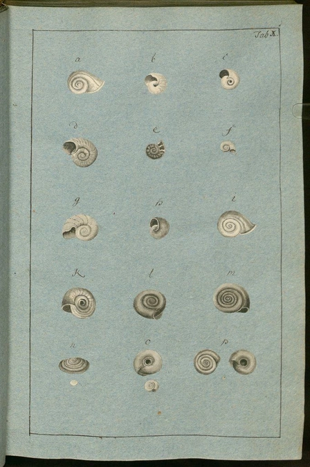 sea witch (@ema) / Cosmos