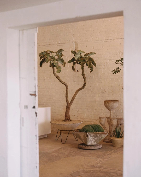 plant (@mathis) / Cosmos