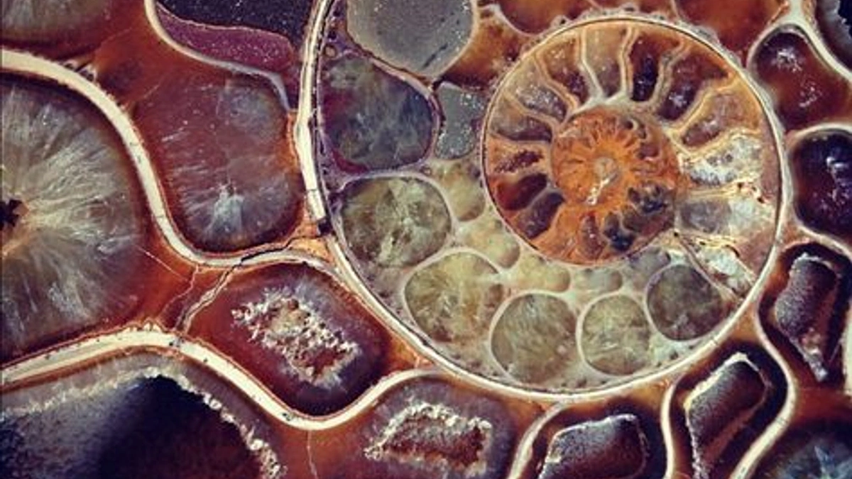 Fibonacci Sequence (@bisousbby) / Cosmos