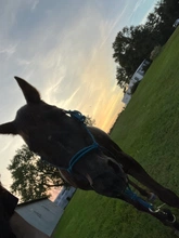 Katie Yoder (@katiey) / Cosmos