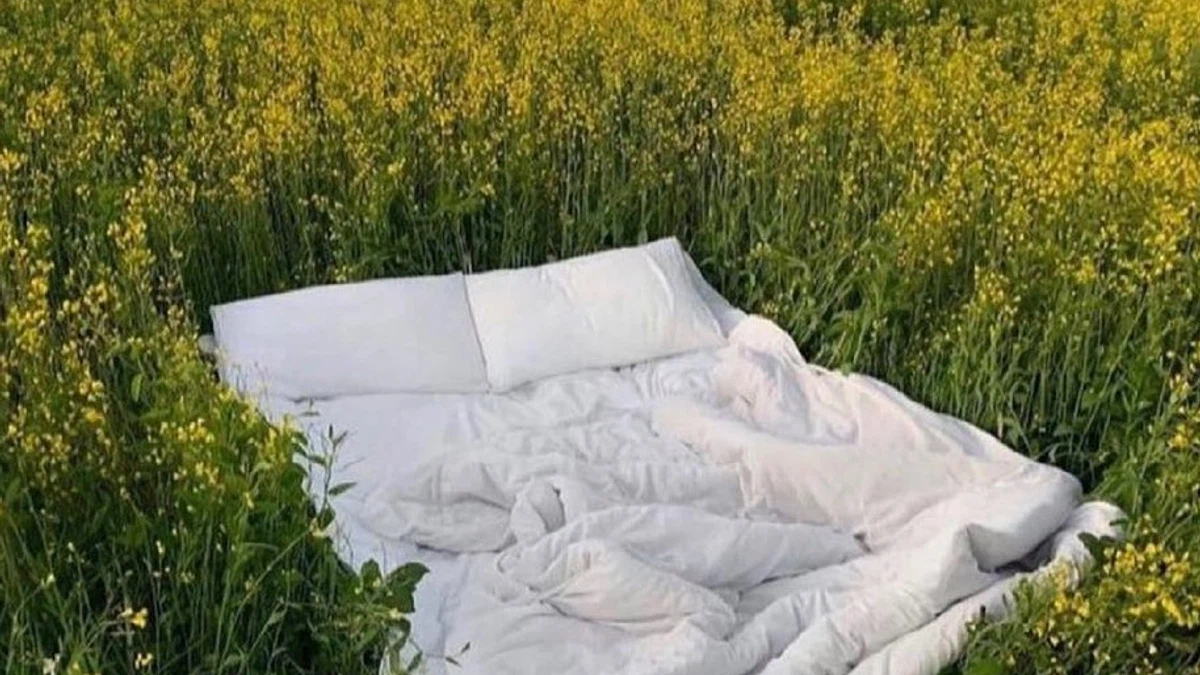 Lucid (@christopher) / Cosmos