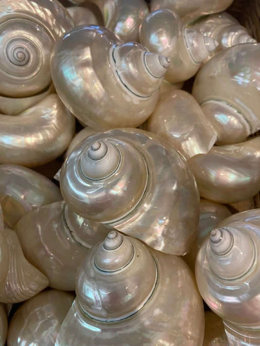 shells and the sea (@endst0ne) / Cosmos